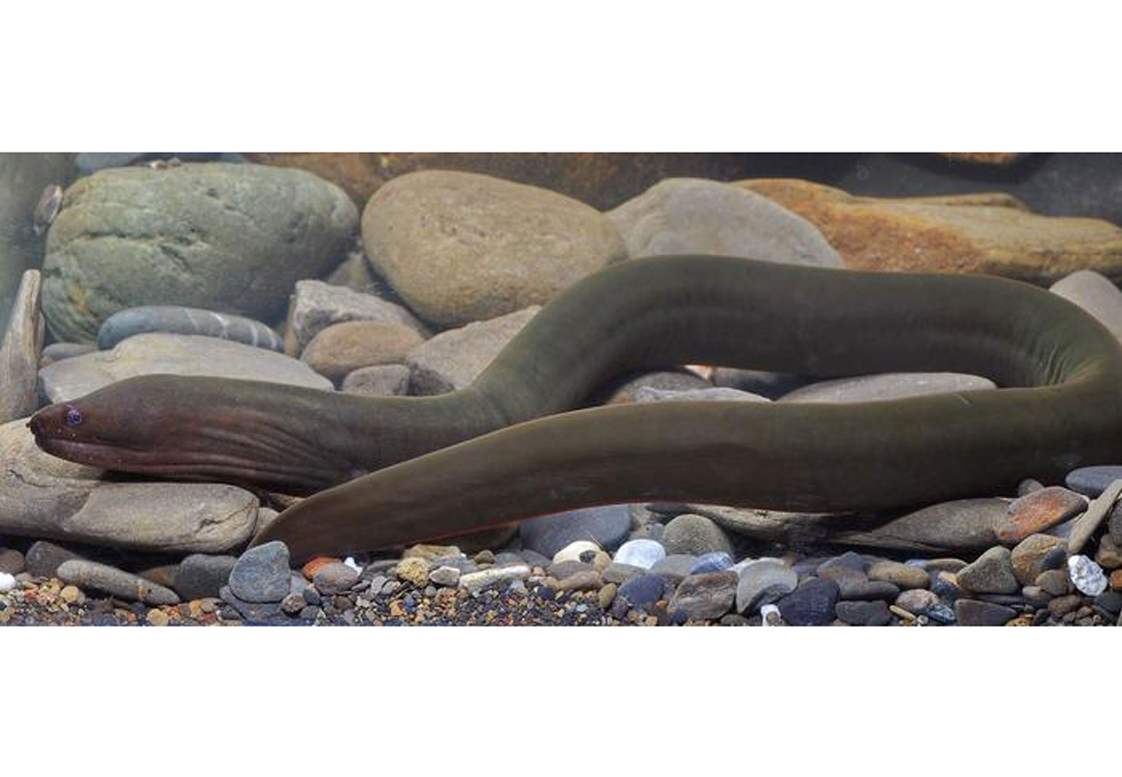 A brand new moray eel species has been discovered in an underwater cave ...