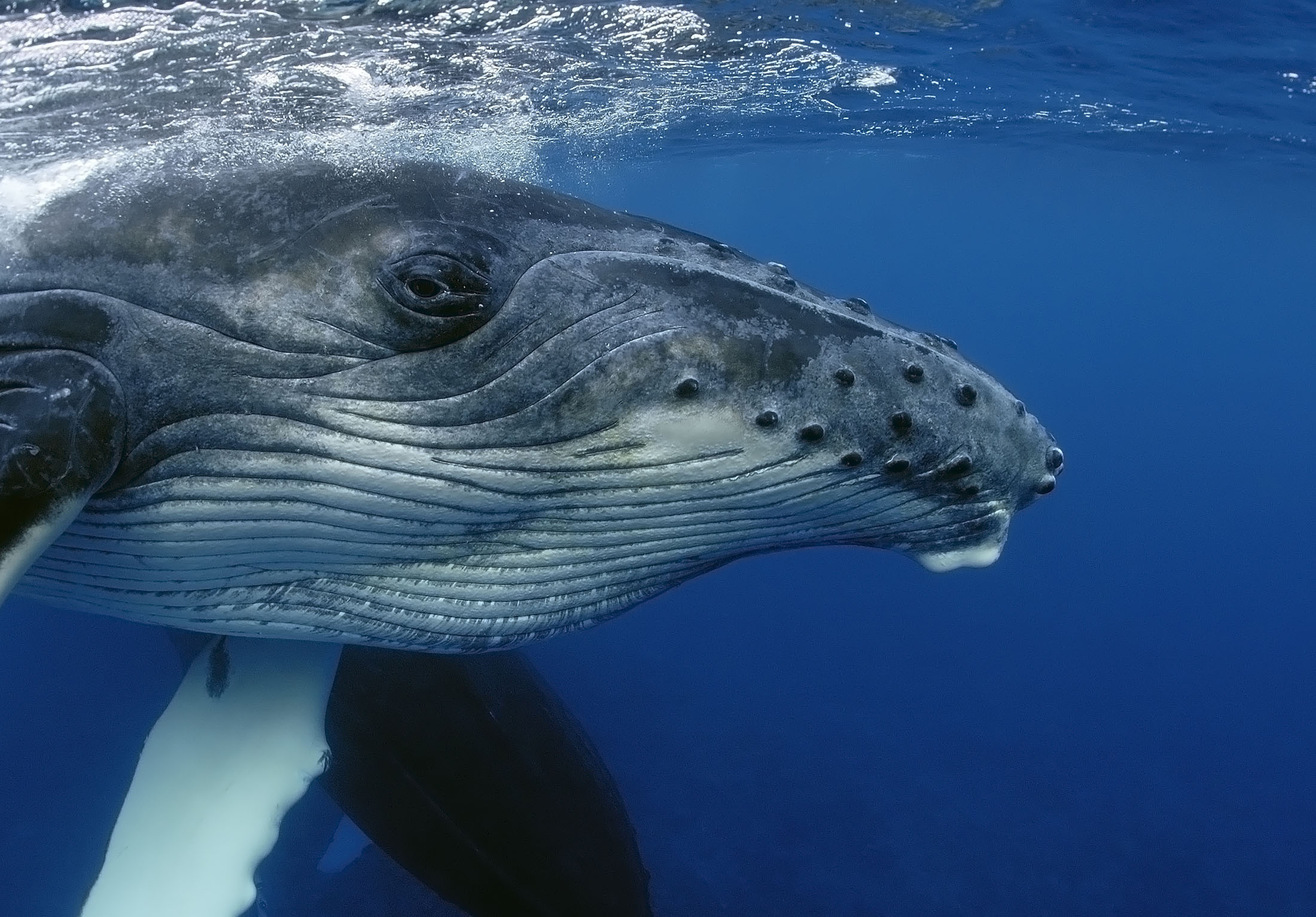 Har hvaler hår? | illvid.dk