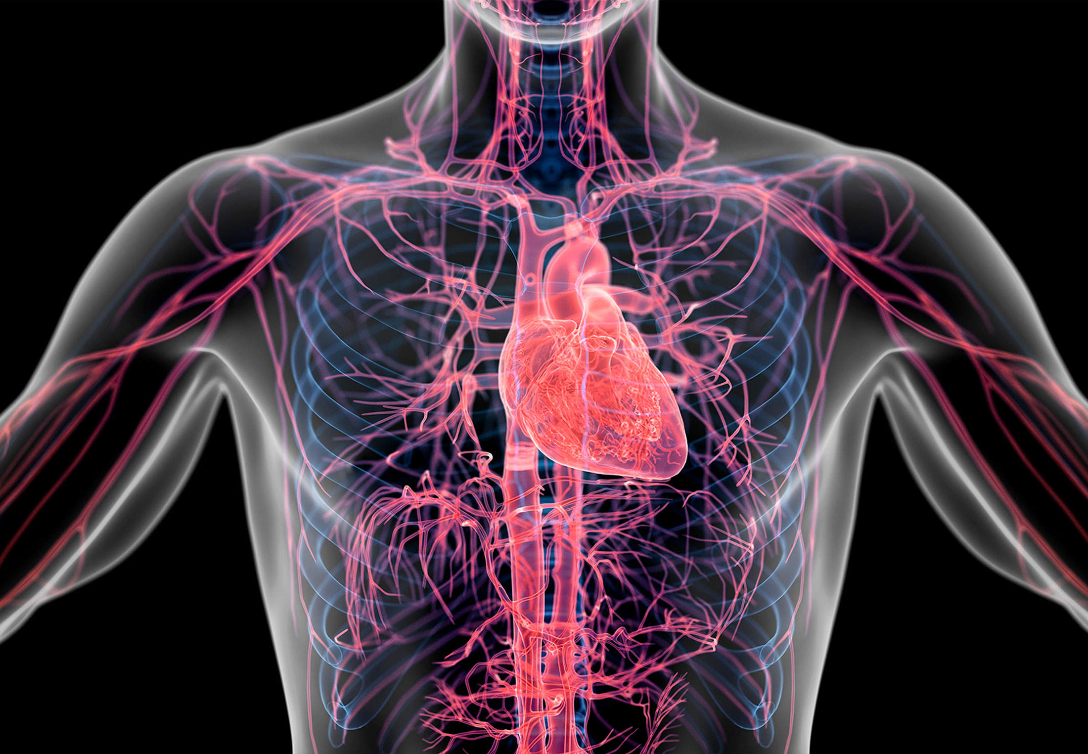 Leg muscles may reveal heart failure much earlier | scienceillustrated.com