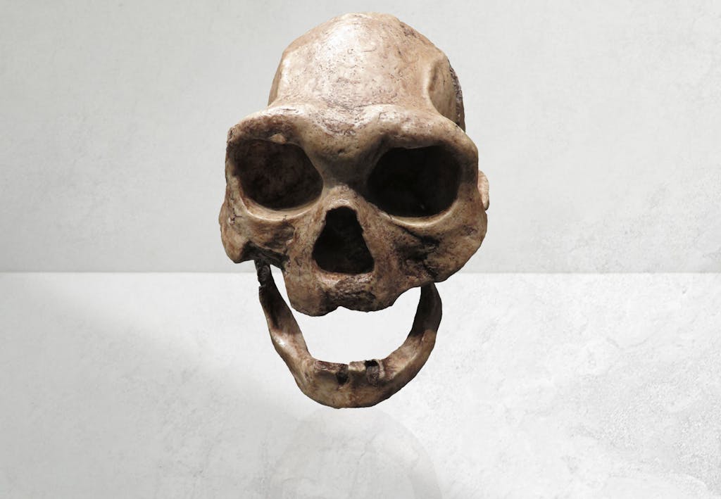 One prehistoric species made us human | scienceillustrated.com