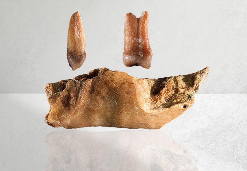 One prehistoric species made us human | scienceillustrated.com