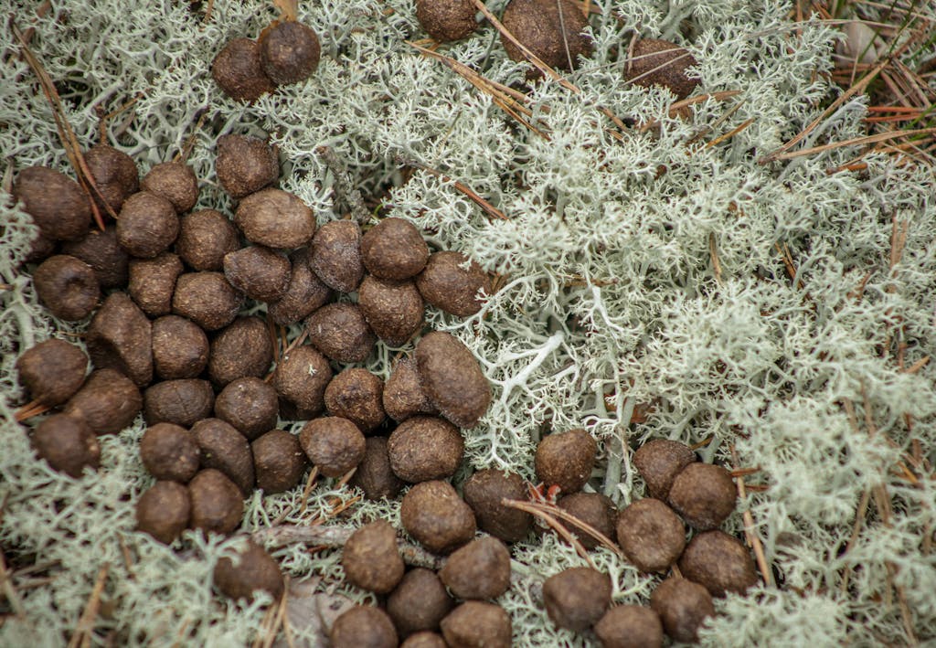 Varför äter hundar avföring? | illvet.se