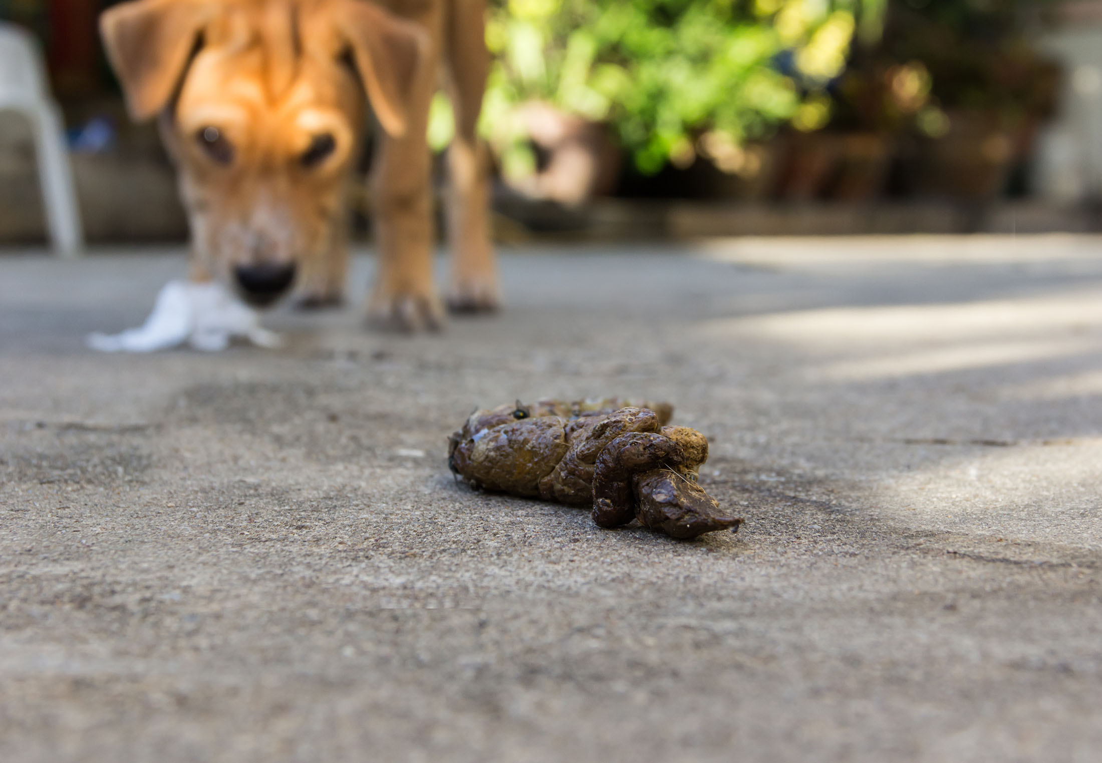 Varför äter hundar avföring? | illvet.se