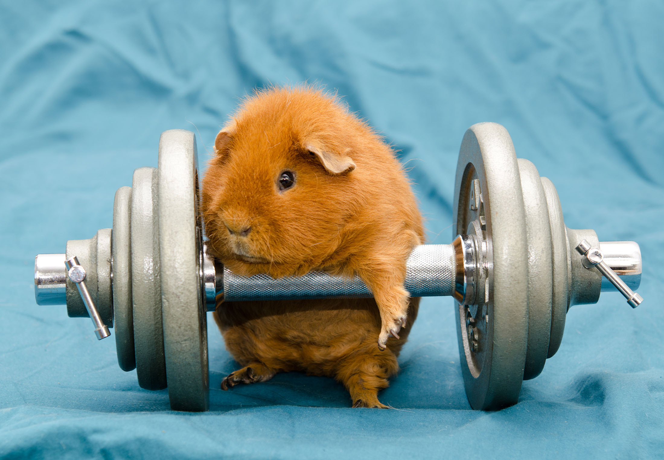 Hvilket dyr er verdens sterkeste? | illvit.no