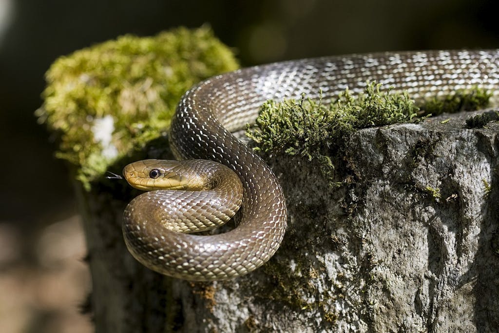 Illustreret Videnskab - gå på opdagelse i videnskabens verden | illvid.dk