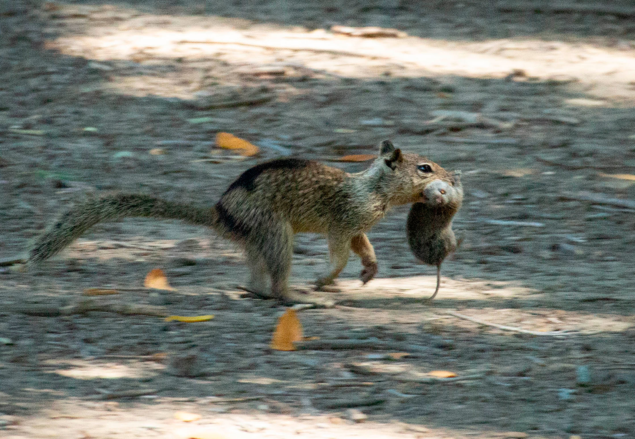 Ny atferd: Jordekorn har begynt å spise andre dyr | illvit.no