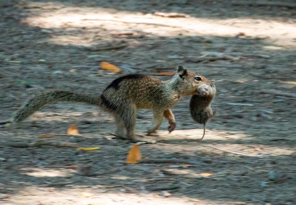 New behaviour: ground squirrels are carnivorous | scienceillustrated.com