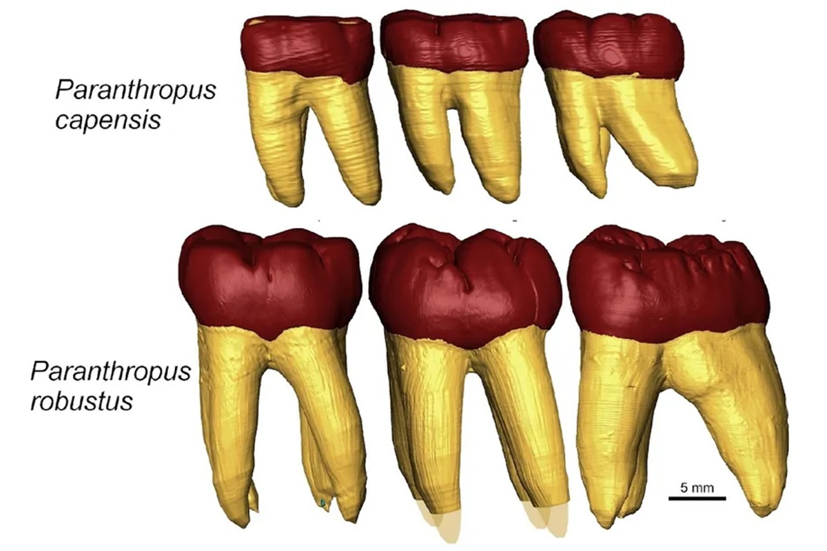 Jaw found in cave 80 years ago: now it turns out to hold a remarkable ...