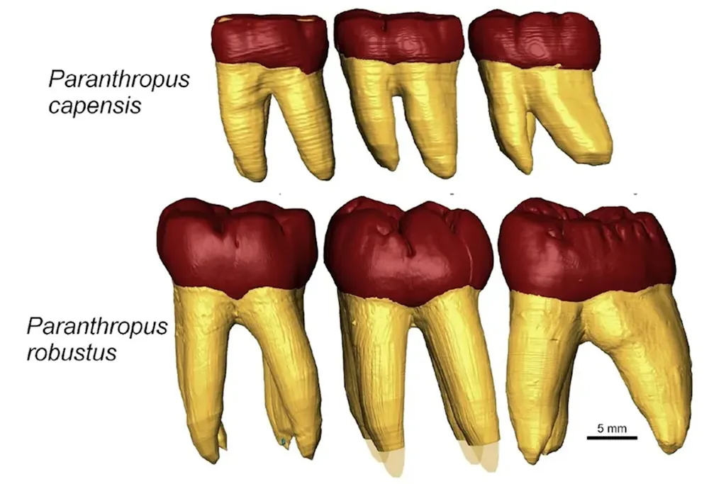 A jaw from South Africa may be from an unknown version of the ...