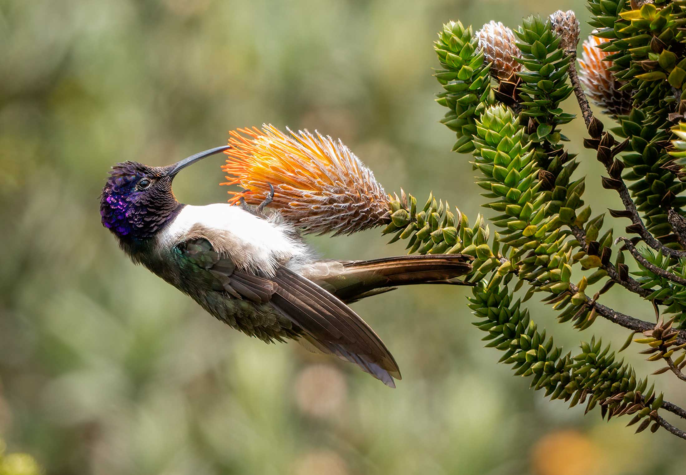 Ornitolog fikk sjokk da han kikket inn i hulen: Kolibrier med ...