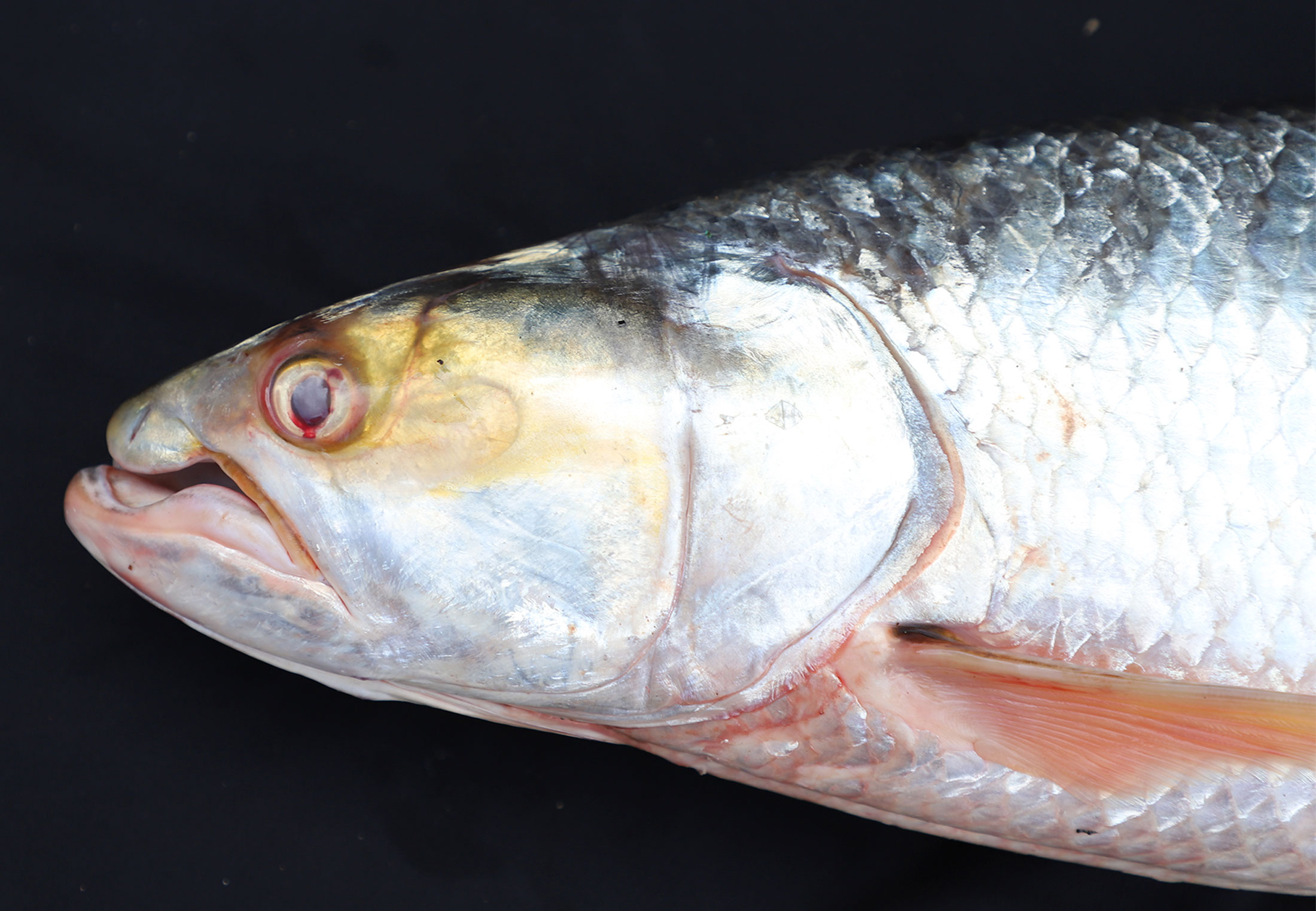 The giant salmon carp has finally been spotted in the Mekong River ...