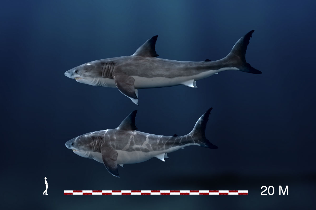 Zeemonsters Megalodon Sea Monsters Ahoy In Meg 2: The Trench Posters