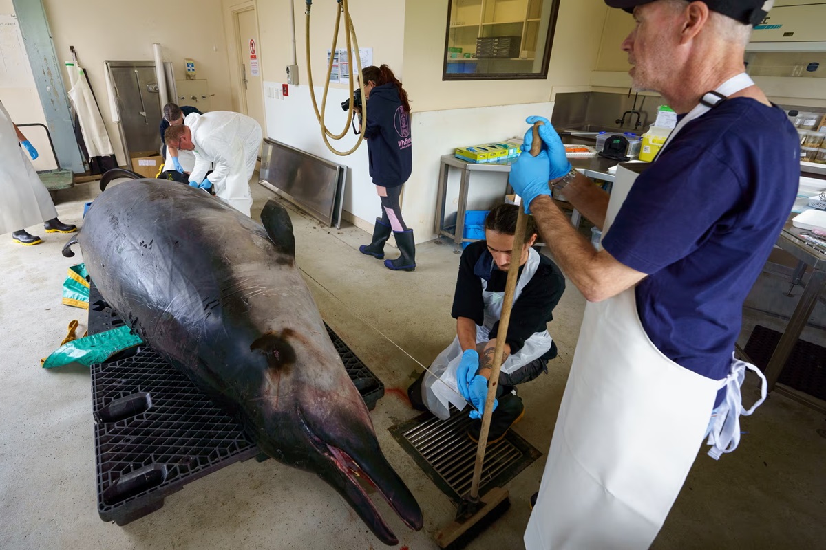 Mange mager og overflødige tenner: Forskere obduserer verdens ...