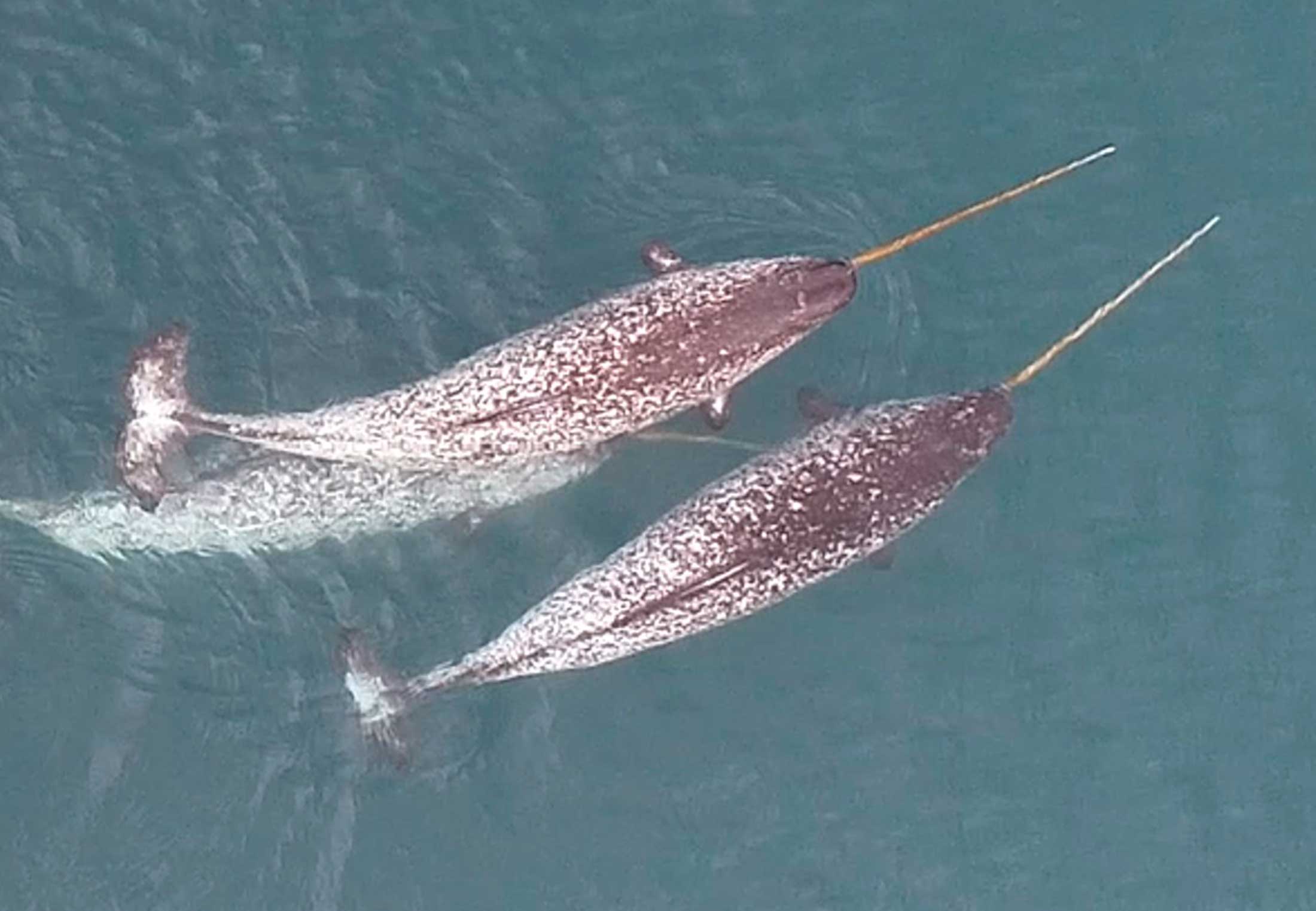 Rare drone footage reveals: narwhals use their tusks for much more than ...