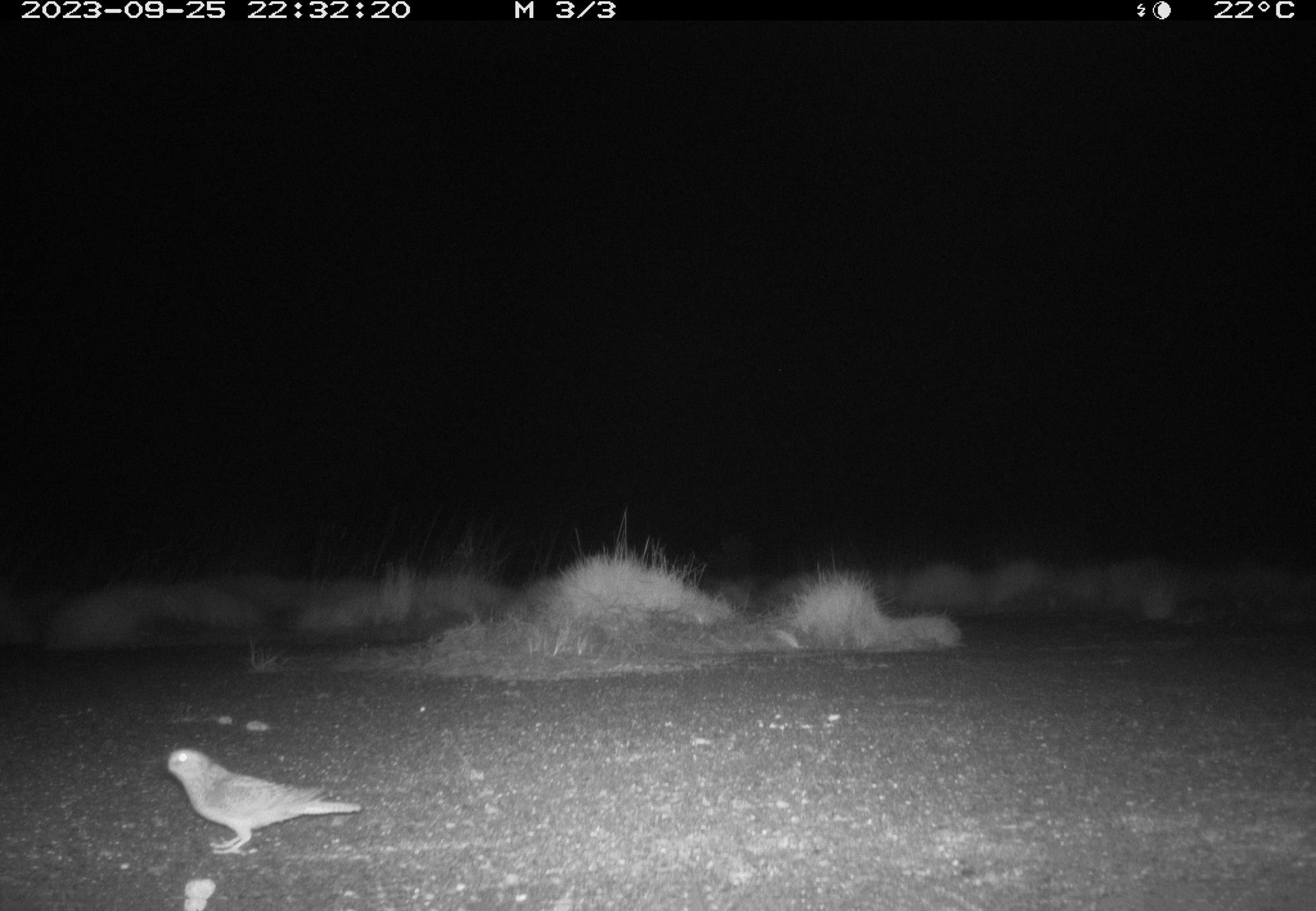 Australian researchers find 50 rare night parrots | scienceillustrated.com