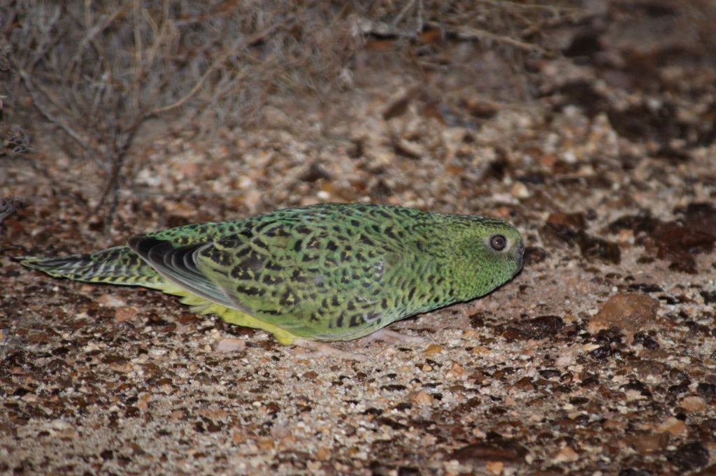 Australian researchers find 50 rare night parrots | scienceillustrated.com