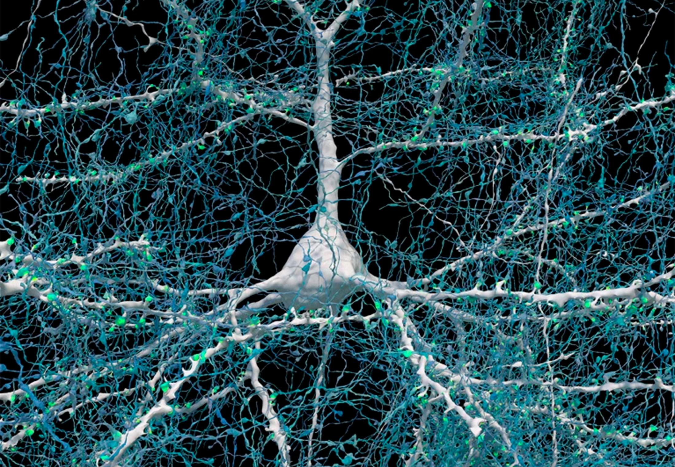 Vävnadsprover från hjärna påvisar otroliga detaljer | illvet.se