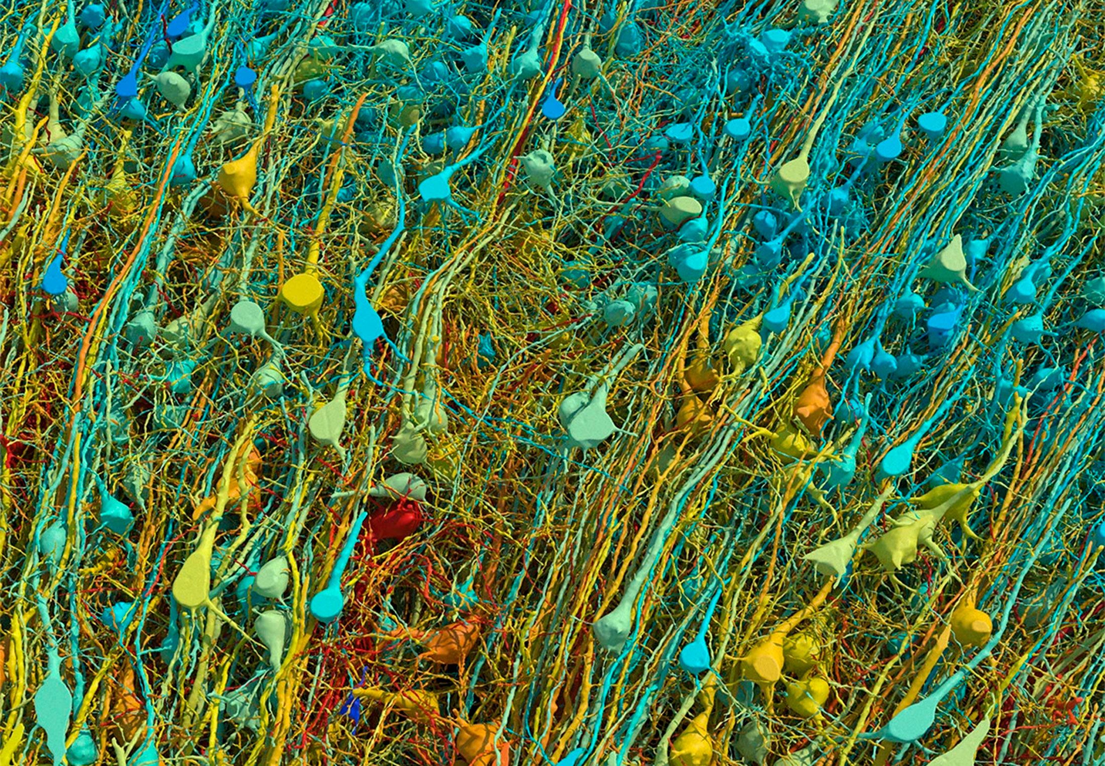 Brain mapping: microscopic tissue sample shows spectacular details ...