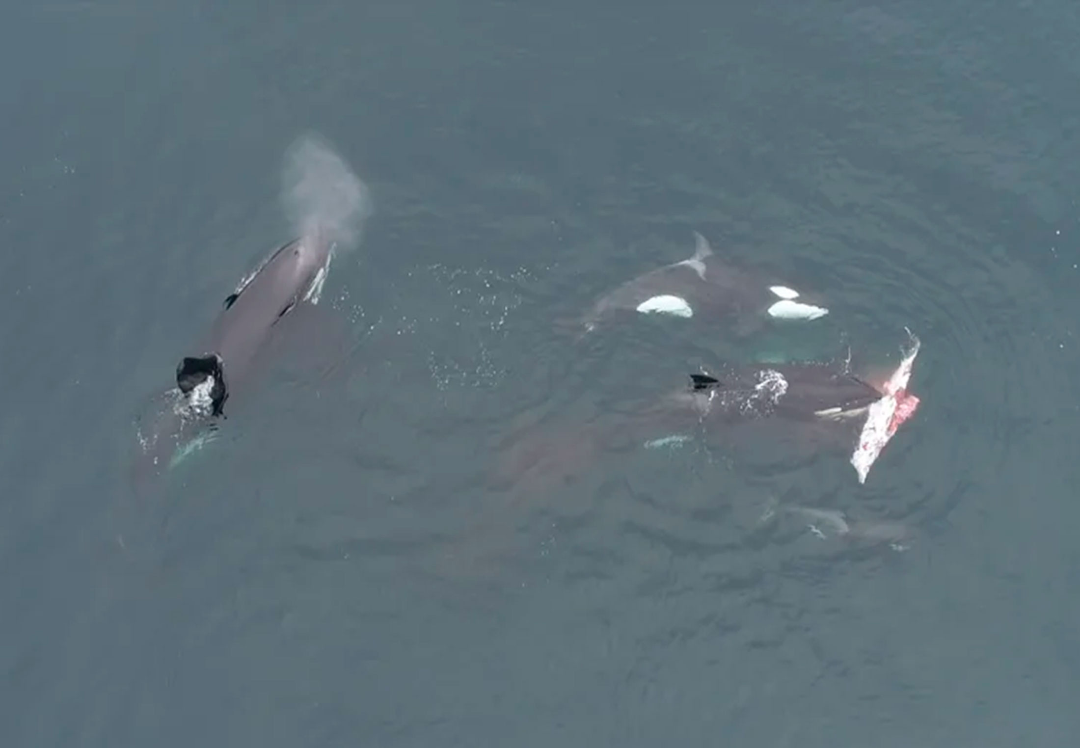 Killer whales have been observed to capture special dolphin for the ...