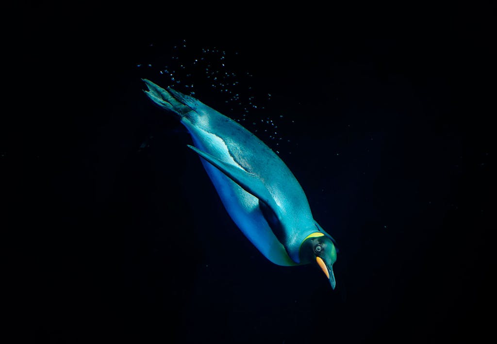 En kejserpingvin dukkede op 3500 kilometer fra sit hjem i antarktis ...