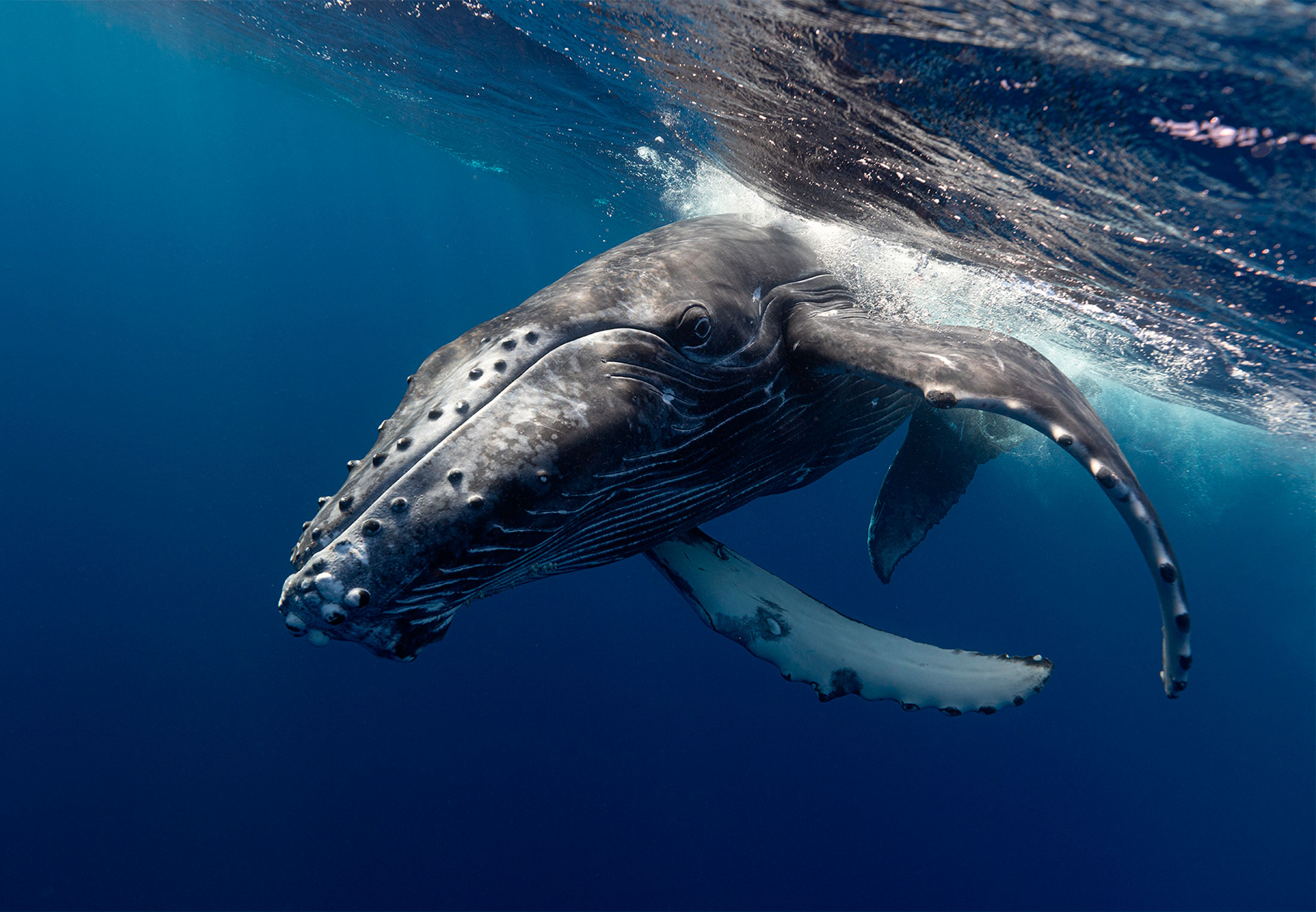 Hvaler og mennesker har nogle særlige fællestræk i sproget | illvid.dk