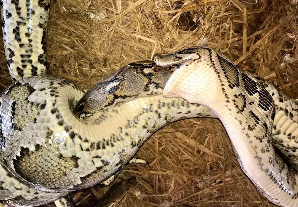 Tieteen Kuvalehti – tutkimusmatkalla tieteen maailmassa | tieku.fi