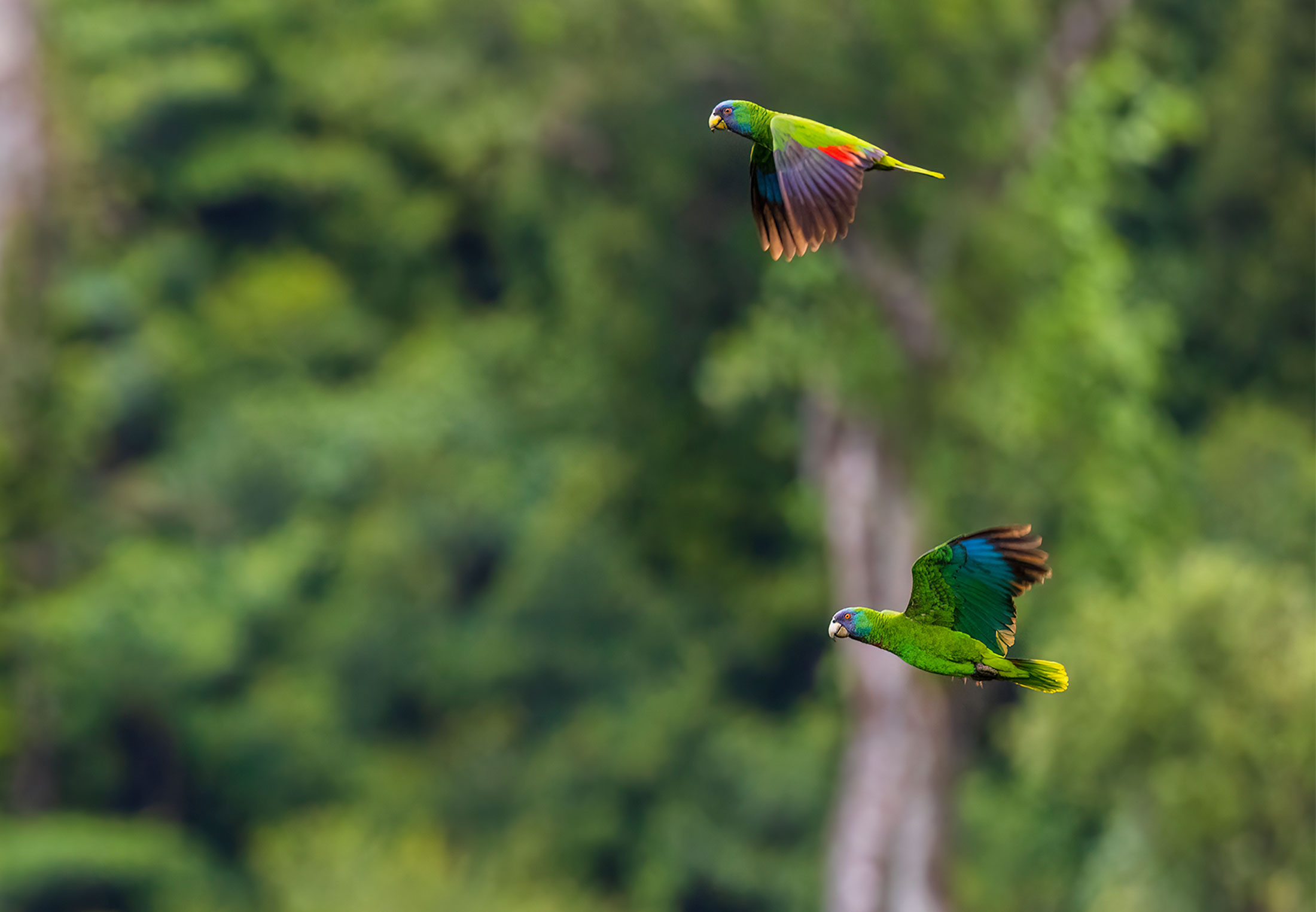 1500 soorten wereldwijd worden met uitsterven bedreigd | wibnet.nl