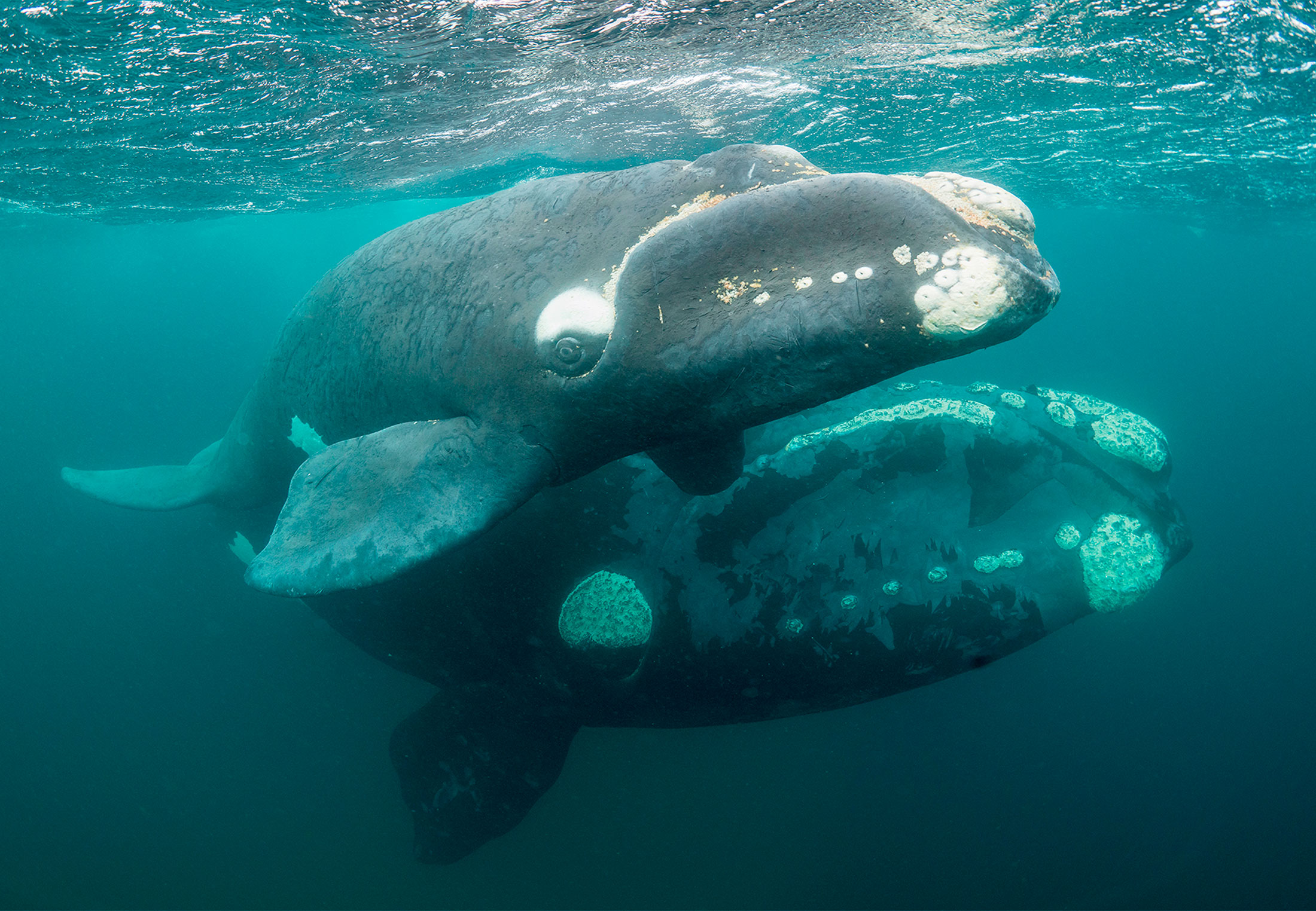 Whales should grow 120 years older than they do: now scientists know ...