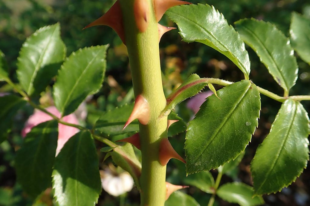 Forskare odlar rosor utan taggar | illvet.se