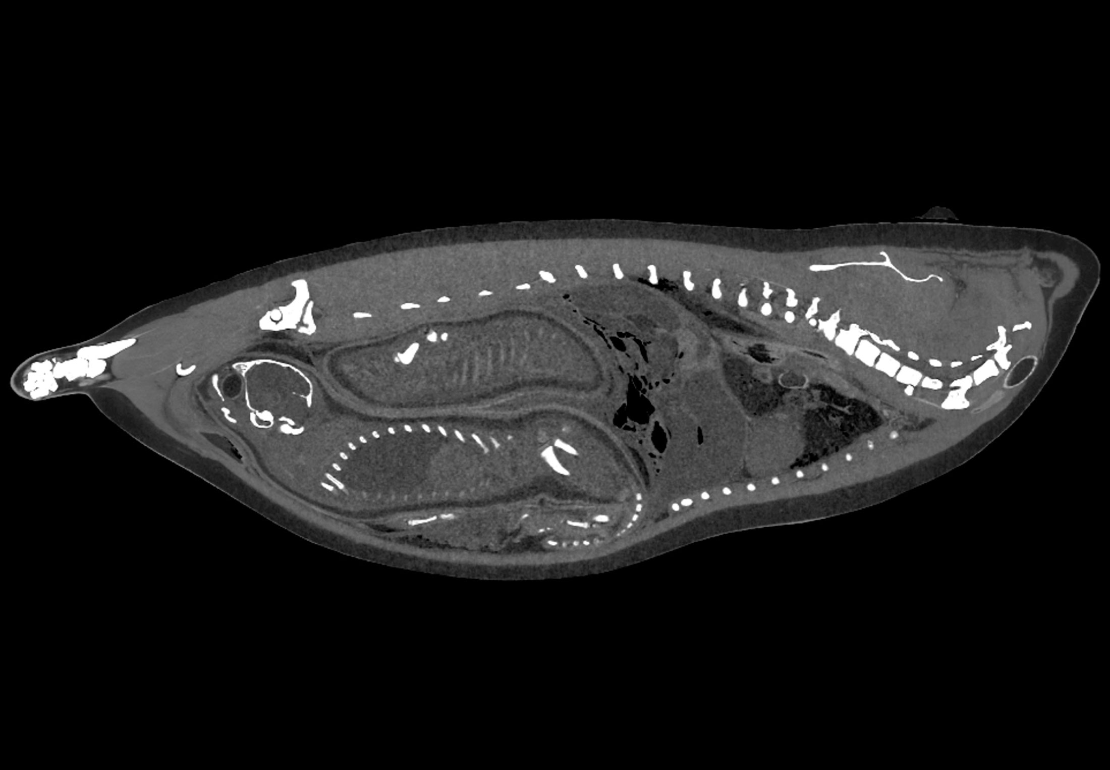 Very rare: seal from Danish aquarium had twins in her stomach ...
