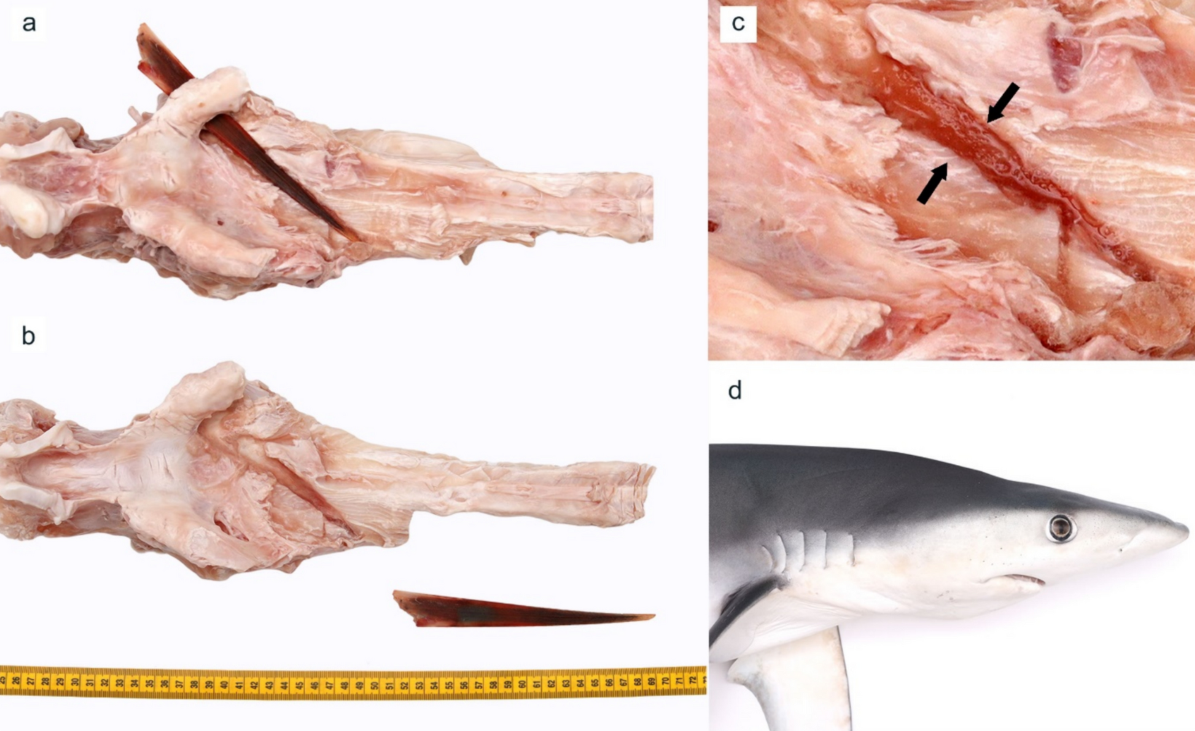 Shark miraculously survives: "I have never encountered anything like ...