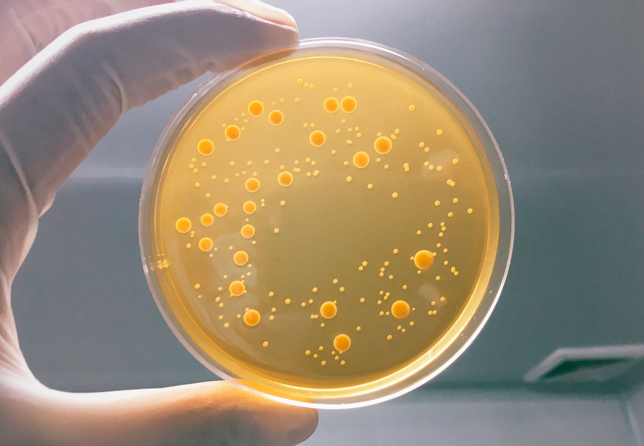Experts waarschuwen voor onderzoek naar spiegelbacteriën | wibnet.nl