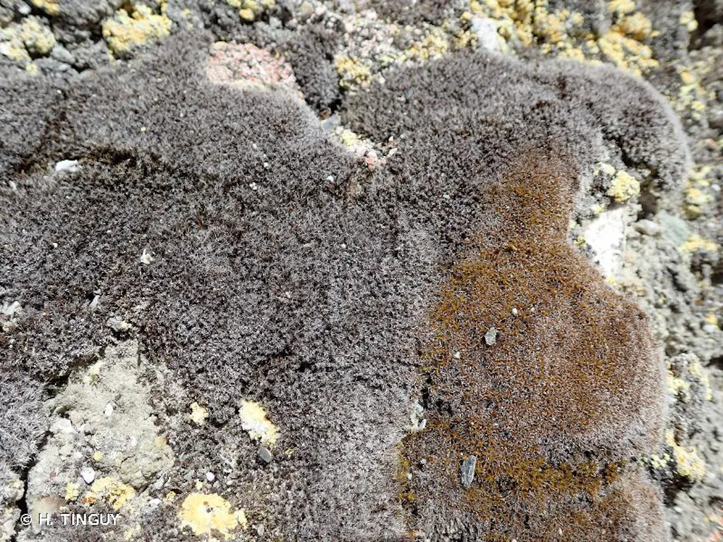 The Syntrichia caninervis plant can probably grow on Mars ...