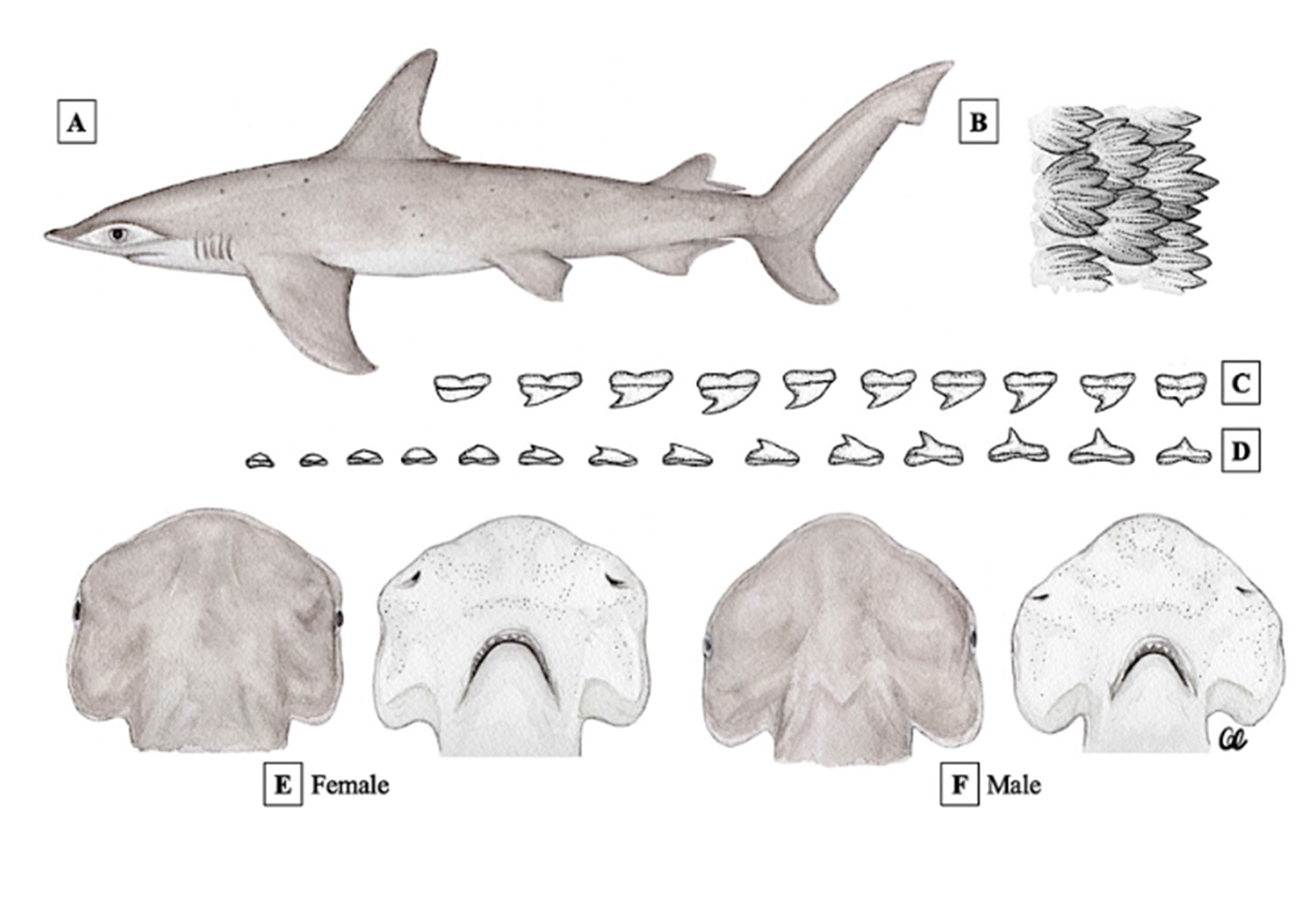 Scientists discover new shark species with bizarre head shape ...
