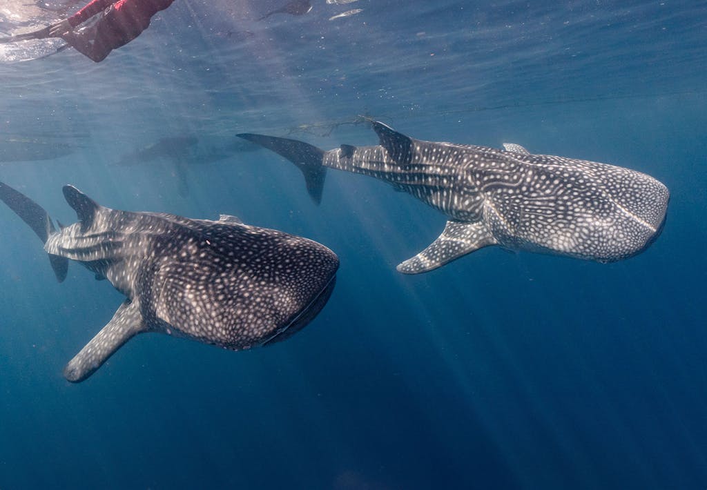 Illustreret Videnskab - gå på opdagelse i videnskabens verden | illvid.dk