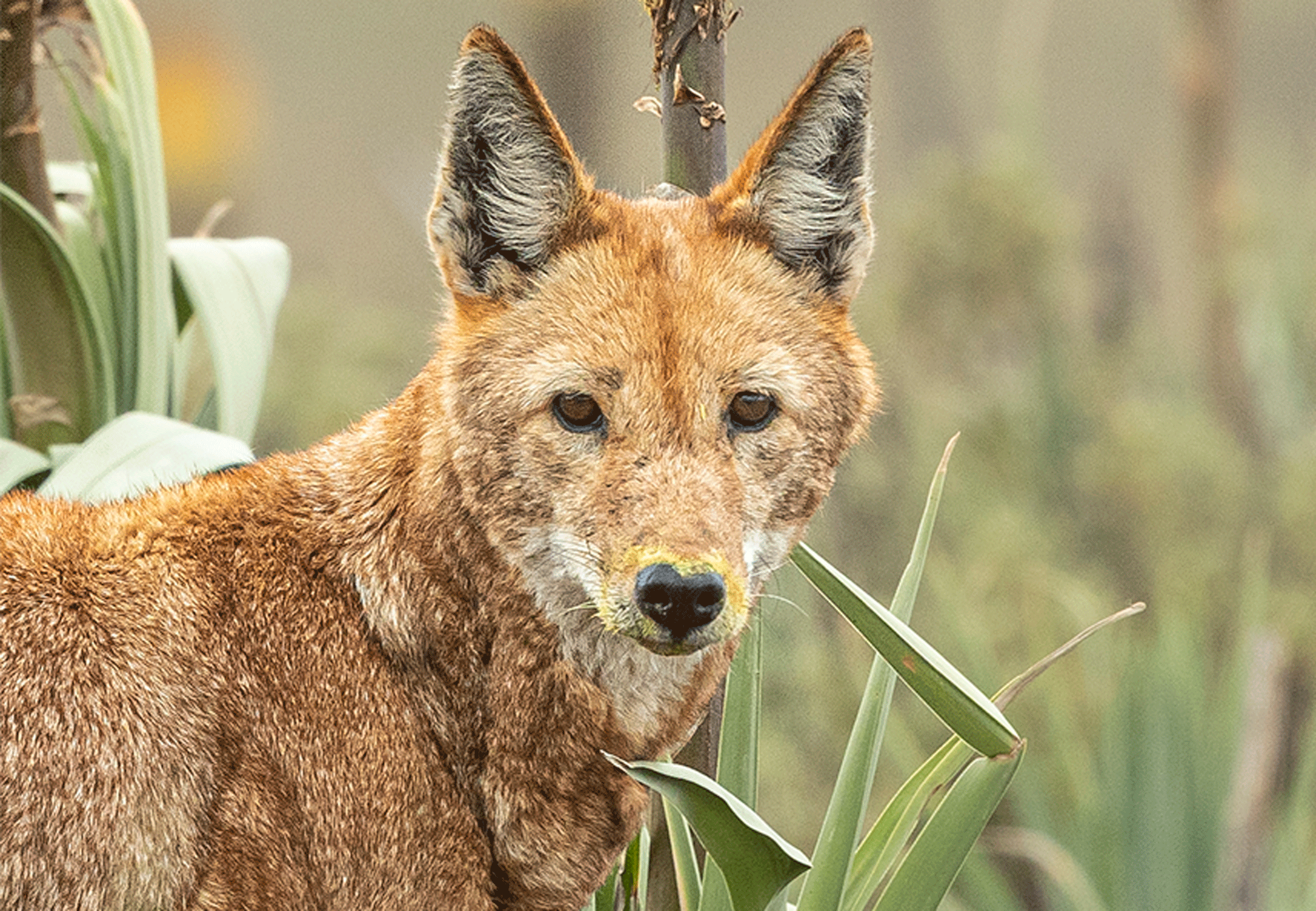 Wolves observed licking plants: could be pollinators ...
