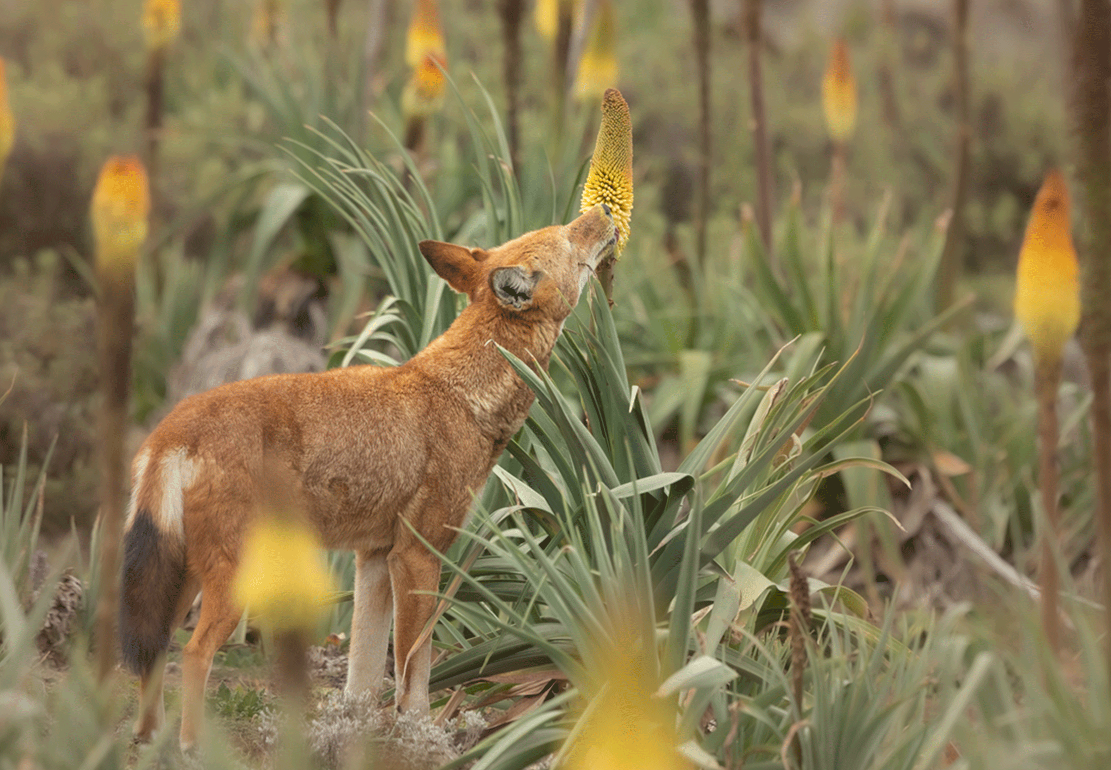 See the photos: wolves behave like a completely different animal ...