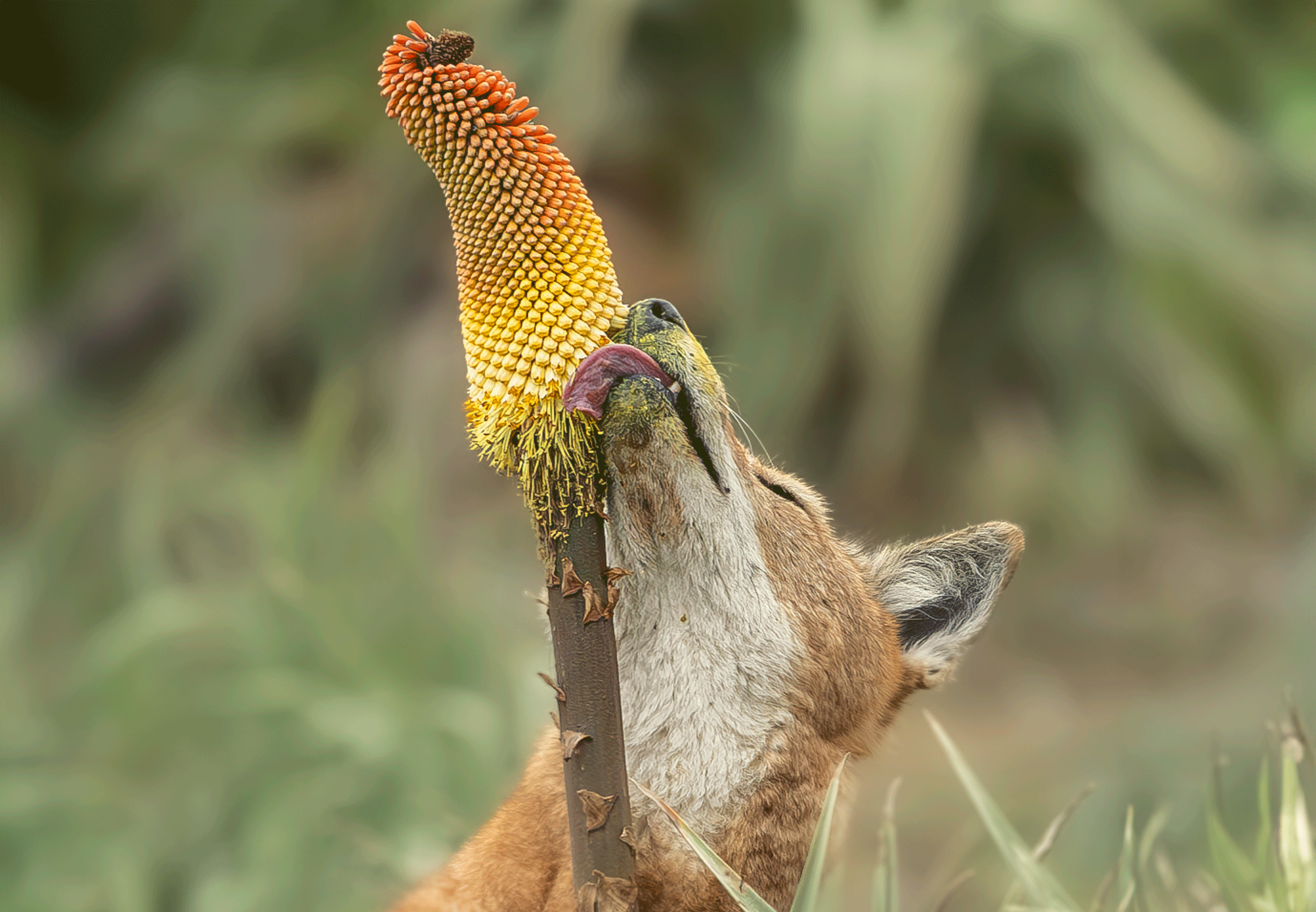 See the photos: wolves behave like a completely different animal ...