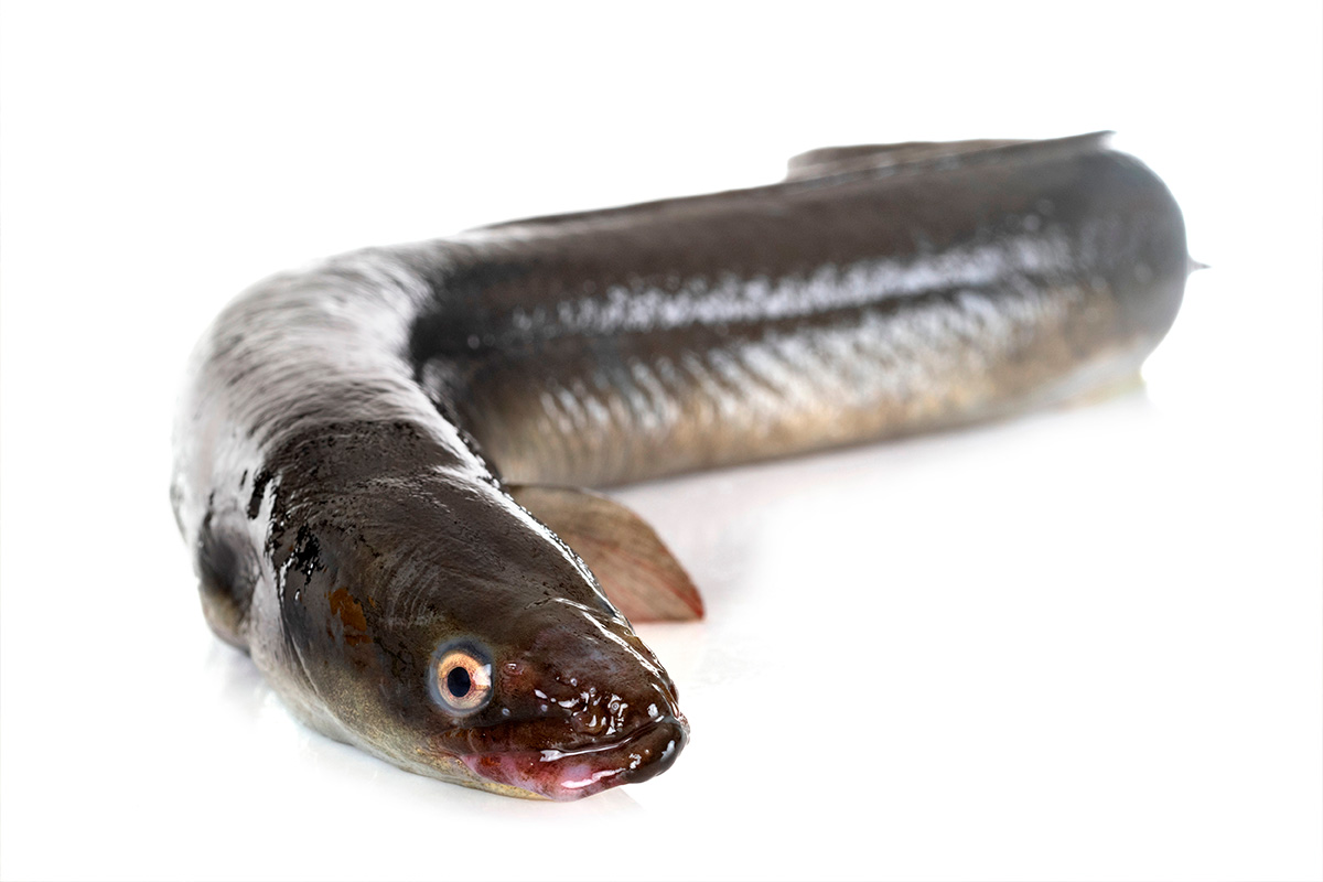 Dyrerigets ekstreme globetrottere: Her er fem dyr med en rekordhøj rejseaktivitet | illvid.dk