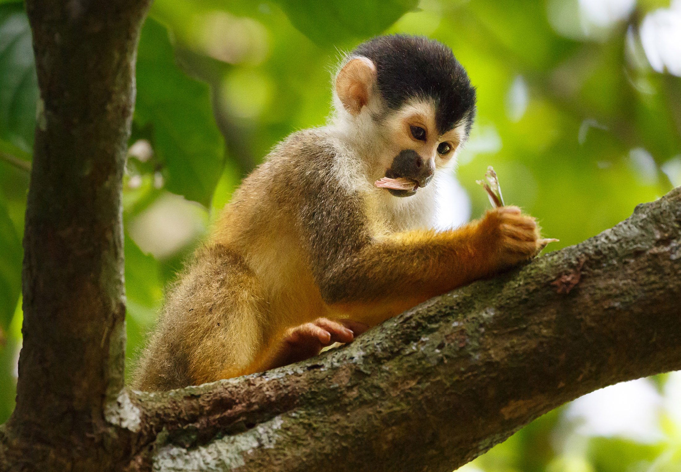 Kan en ape virkelig skrive Shakespeares samlede verker? | illvit.no