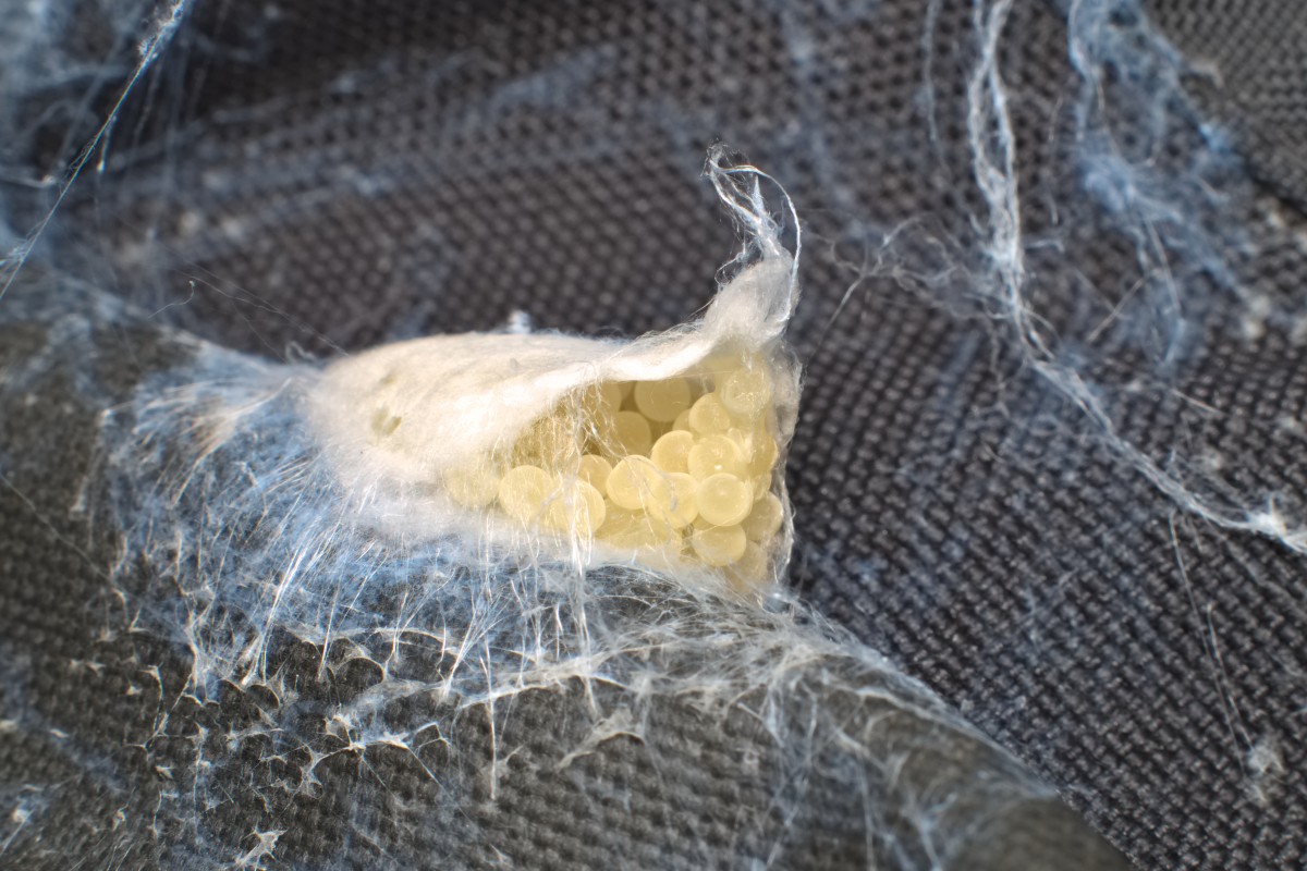 Edderkopper | Fakta og informationer | illvid.dk