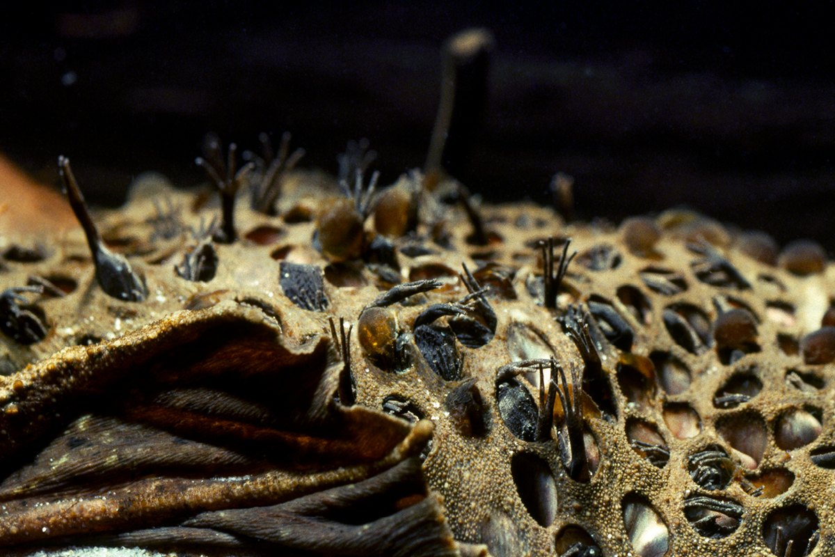 Frogs breed like no other creatures | scienceillustrated.com