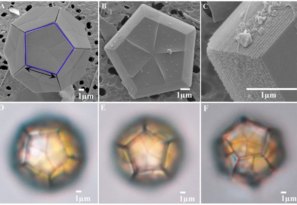 Alga reveals rare evolutionary event | scienceillustrated.com
