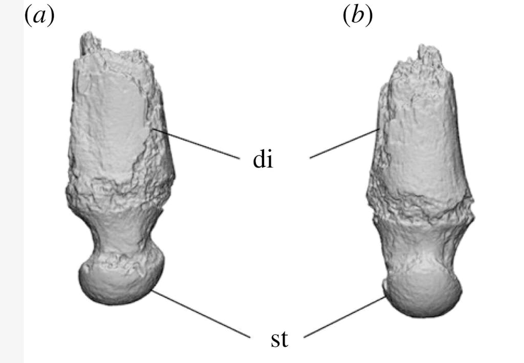 Gigantisk pungdyr vandret på kryss og tvers av Australia for 3,5 ...