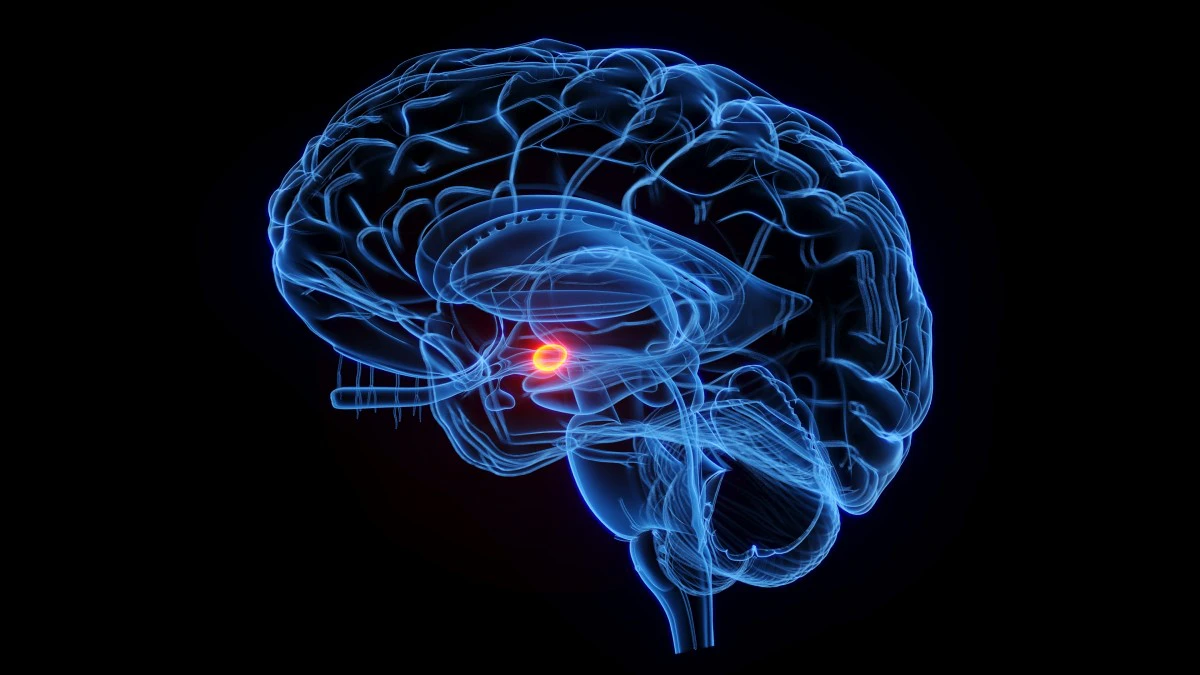 Amygdala – slik styrer hjernen frykten din | illvit.no