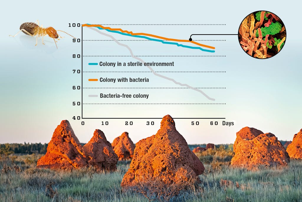 Insects invented nature's best tricks | scienceillustrated.com