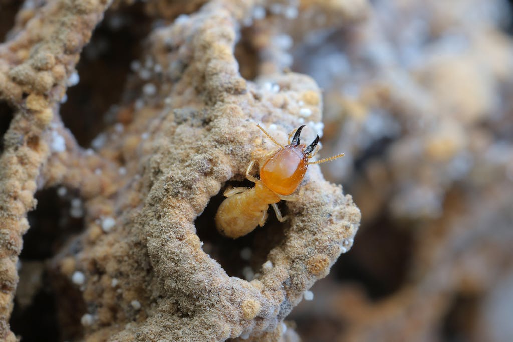 Insects invented nature's best tricks | scienceillustrated.com