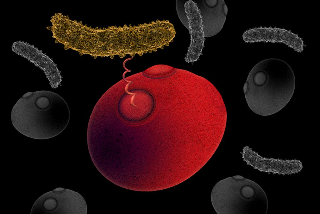 Uitgebreid onderzoek: Bacteriën besturen je lichaam | wibnet.nl