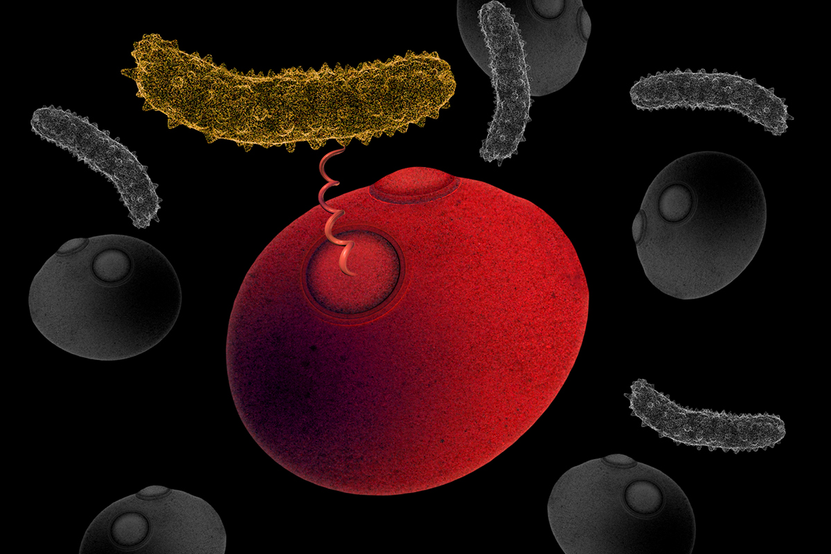 Uitgebreid onderzoek: Bacteriën besturen je lichaam | wibnet.nl