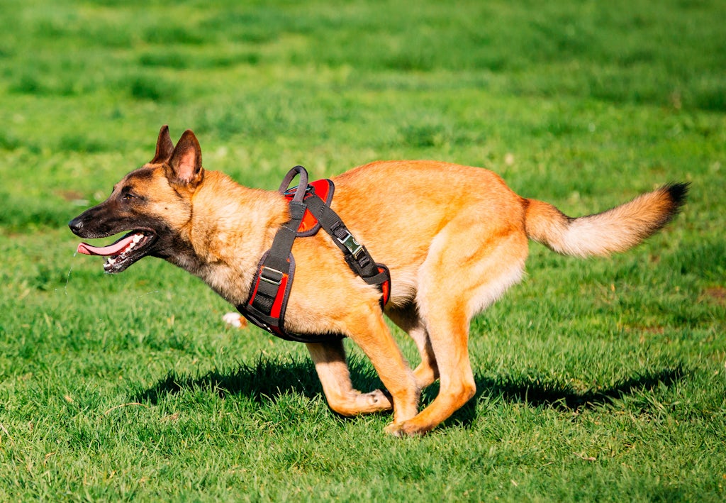 Vallanvaihdos: Älykkäimmäksi koiraksi nousi nyt uusi rotu | tieku.fi